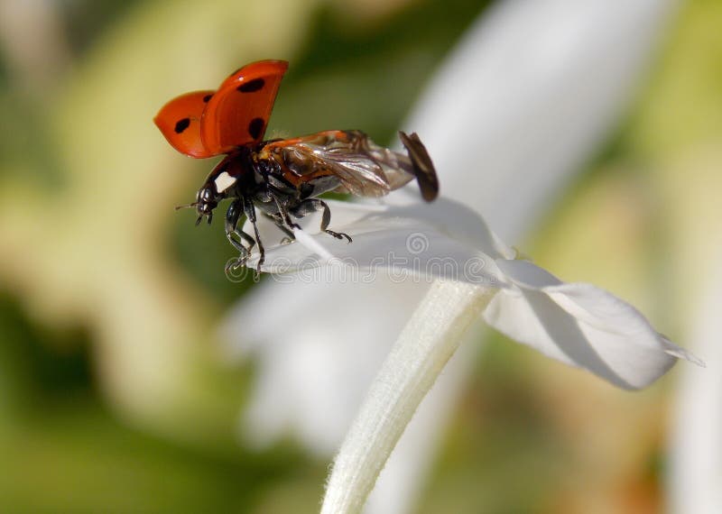 Ladybug in flight stock image. Image of macro, insect - 99108869