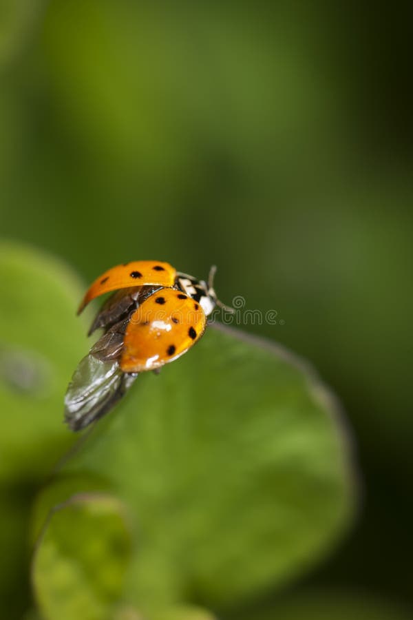 Ladybug before the flight stock photo. Image of animal - 77612110