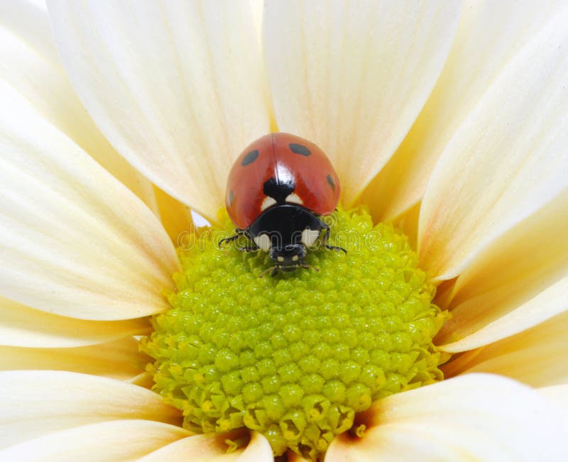 Ladybug on flower stock image. Image of background, black - 13405405