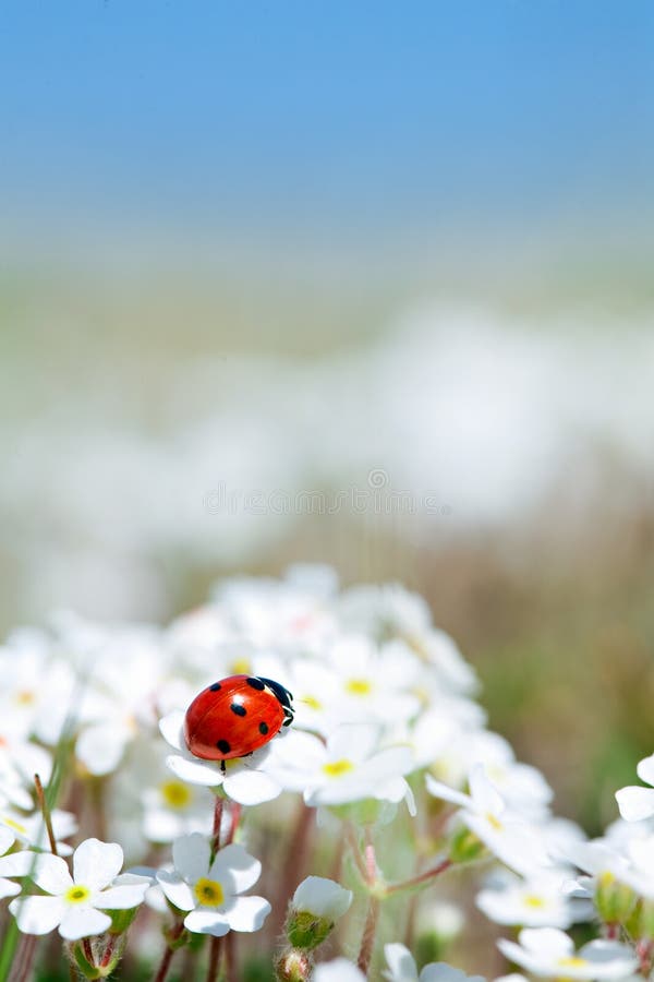 Ladybug on flower stock image. Image of clouds, camomile - 5321505
