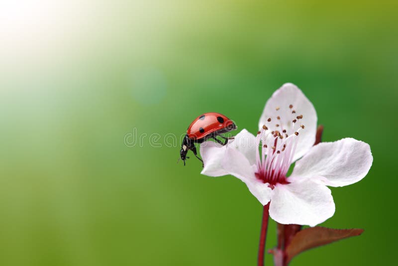 Ladybug on flower stock image. Image of biology, spring - 23939803