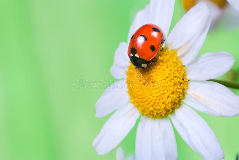 Ladybug on a flower stock image. Image of botany, background - 26803539