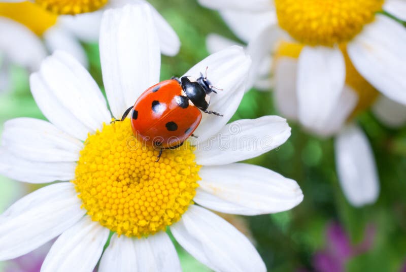 Ladybug on a flower stock image. Image of botany, background - 26803539