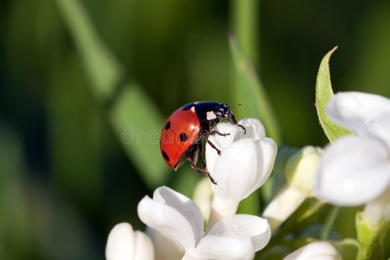 Ladybug on a flower stock image. Image of color, copy - 27656667