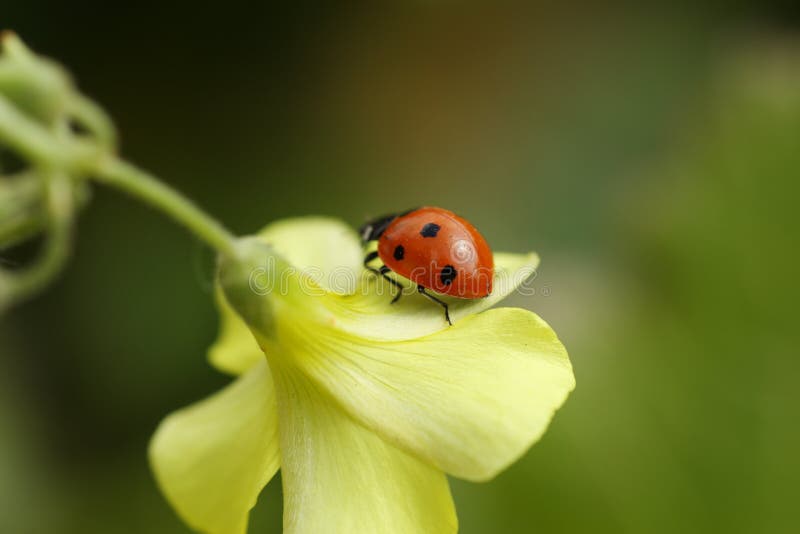 Ladybug on flower stock photo. Image of ladybug, nature - 9961106