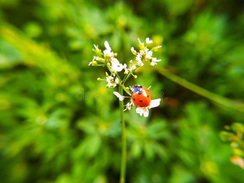 Ladybug on a Flower in the Garden Stock Photo - Image of environment ...