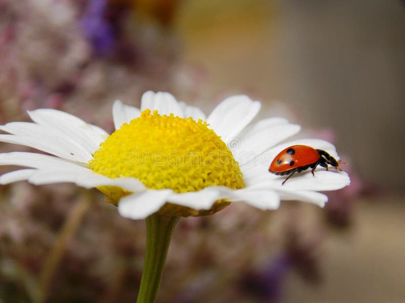 Ladybug on a flower stock photo. Image of flower, insect - 120048116