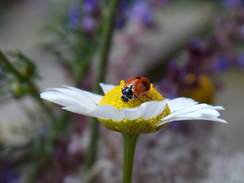 Ladybug on a flower stock photo. Image of insect, color - 120048362