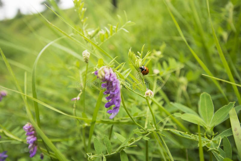 Ladybug and Flower stock image. Image of ladybug, stem - 193929971