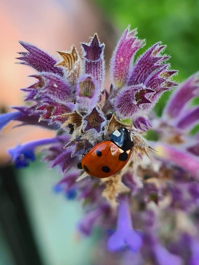 Ladybug on a Flowering, Purple Catmint, Vertical, Close-up Stock Image ...