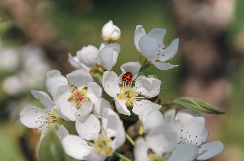 Ladybug in flowers stock photo. Image of flower, spring - 253715322