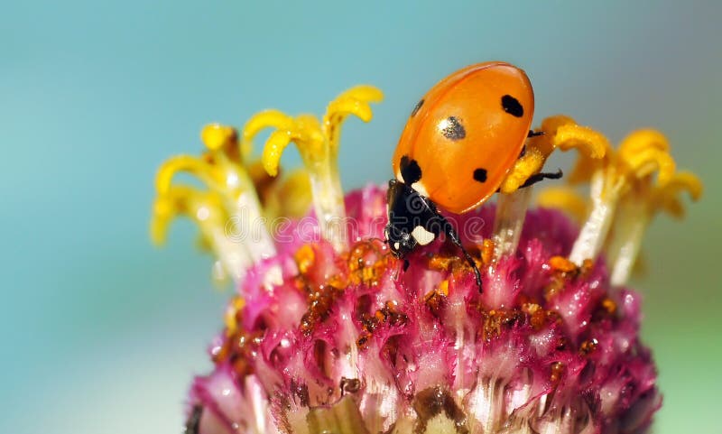 Ladybug on flowers stock photo. Image of healthy, flora - 57670780