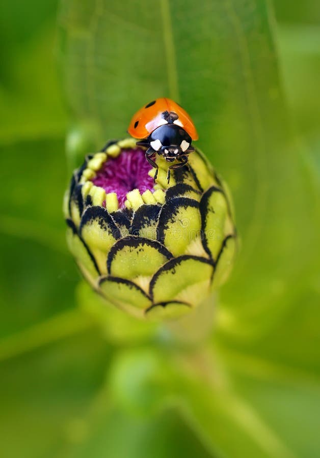 Ladybug on flowers stock photo. Image of healthy, flora - 57670780