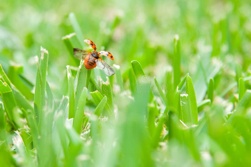 Ladybug flying stock photo. Image of spotted, insect - 25147700