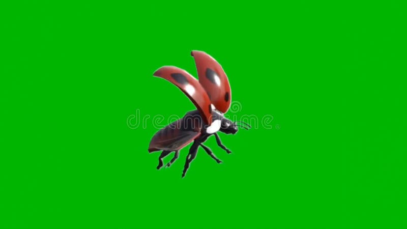 Ladybug Flying on Green Screen Stock Video - Video of life, wild: 268479757