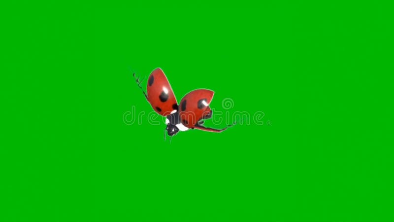 Ladybug Flying on Green Screen Stock Video - Video of ladybug, walking ...