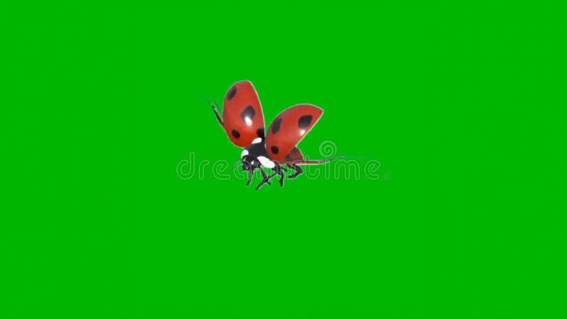 Ladybug Flying on Green Screen Stock Footage - Video of wildlife ...