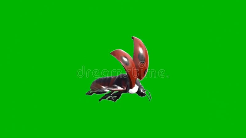 Ladybug Flying on Green Screen Stock Video - Video of ladybug, walking ...