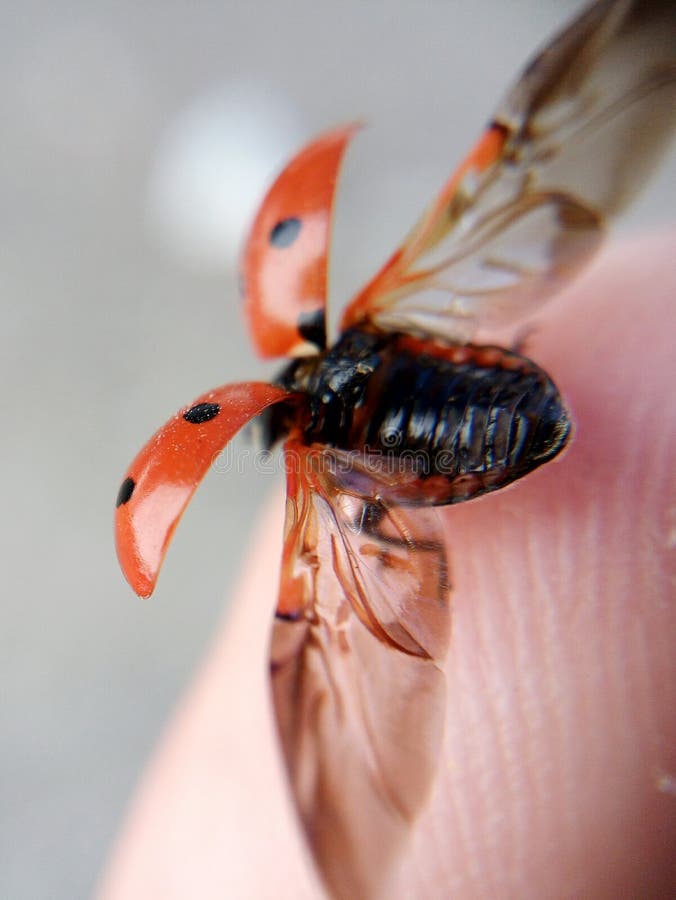 Ladybug stock photo. Image of flying, closeup, ladybug - 82144818