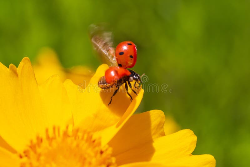 Ladybug Flying from a Child S Arm Stock Photo - Image of macro, spotted ...