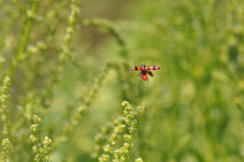 Ladybug flying stock photo. Image of grass, green, drying - 94412694