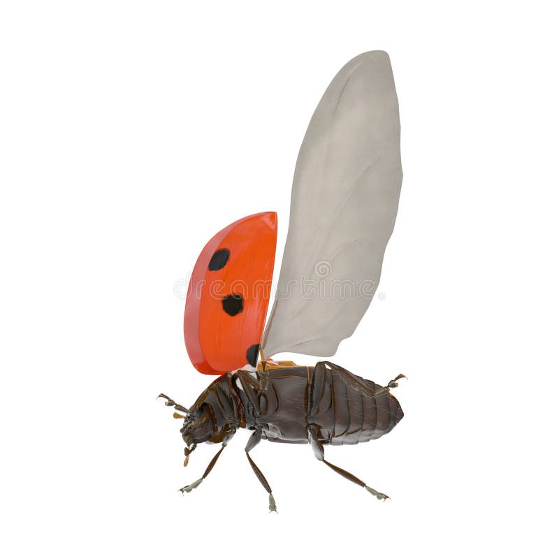 Realictic Flying Ladybug Isolated on White Background. Macro Image of ...