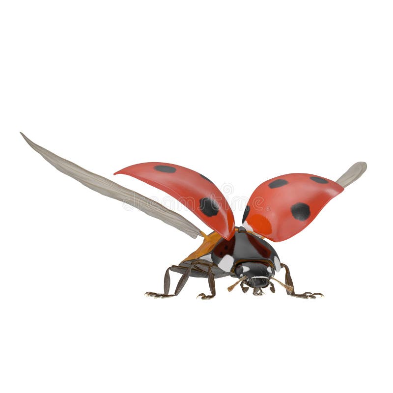Realictic Flying Ladybug Isolated on White Background. Macro Image of ...