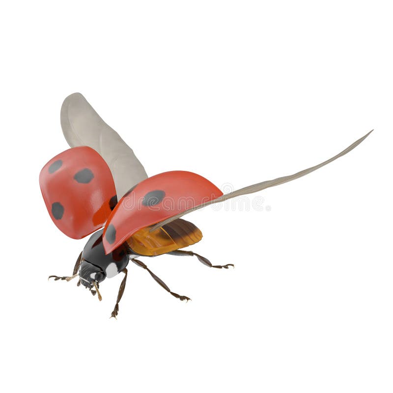 Ladybug on White. Front View. 3D Illustration Stock Illustration ...