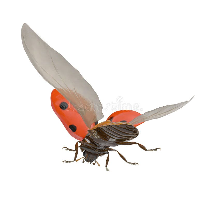 Realictic Flying Ladybug Isolated on White Background. Macro Image of ...