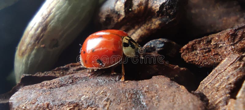 A Ladybug in the Forest at the End of Winter Stock Image - Image of ...