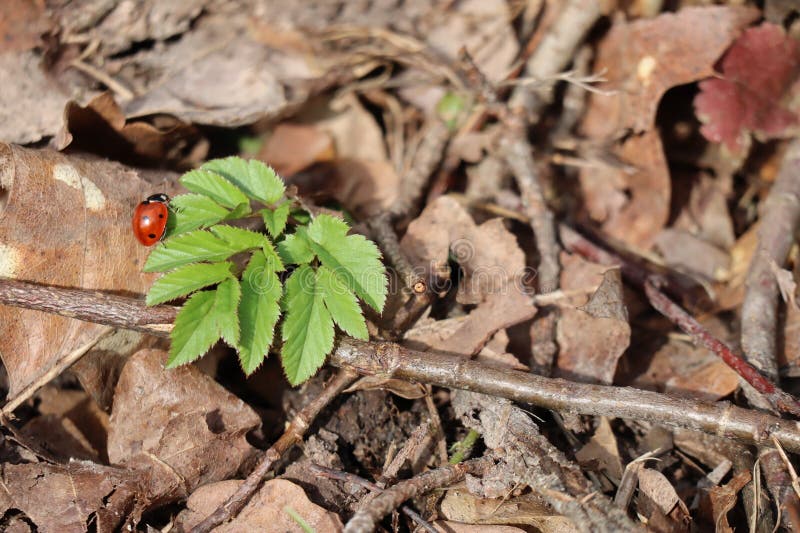 Ladybug in the Forest stock photo. Image of beetles - 309521014
