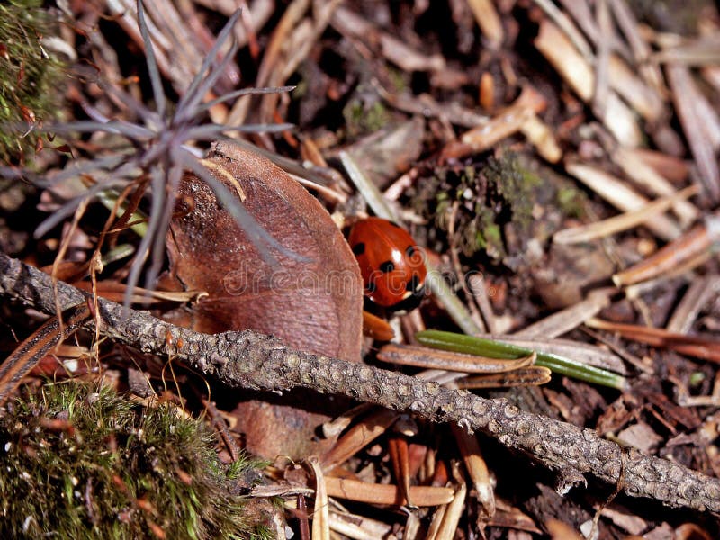 Ladybug stock photo. Image of seed, ladybug, plants, wings - 48484412