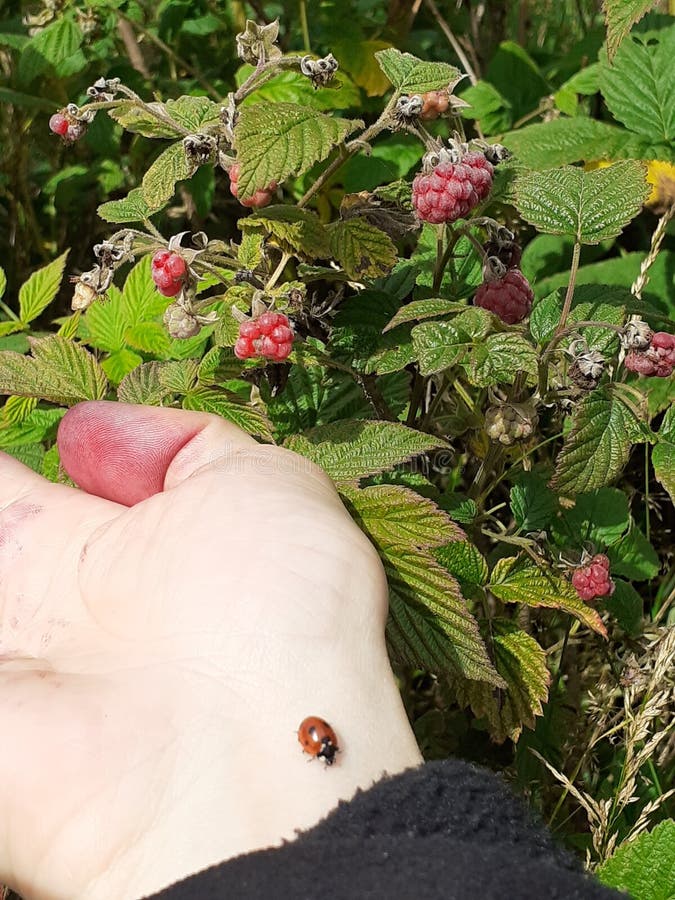 Ladybug in the Forest Fruits Stock Image - Image of animals, insects ...