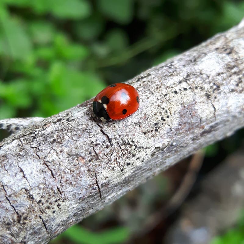 A Ladybug in a garden stock photo. Image of animal, green - 215662260