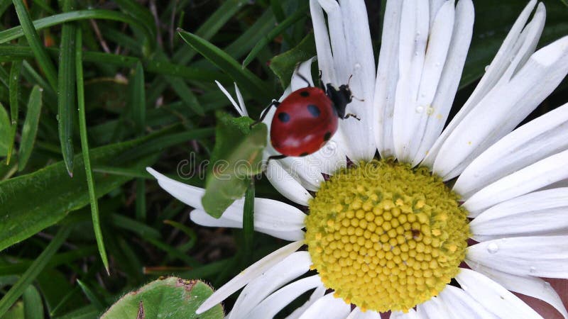 Ladybug is Gathering Dewdrops on Chamomile Stock Image - Image of ...