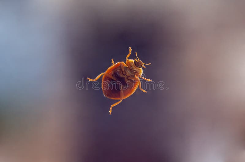 133 Beetle Belly Stock Photos - Free & Royalty-Free Stock Photos from ...