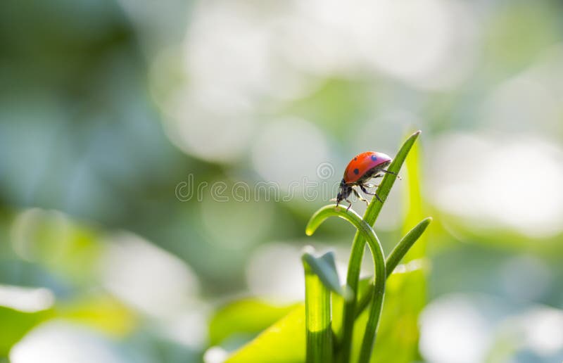 Ladybug Goes Down on the Green Grass Stock Image - Image of ladybird ...