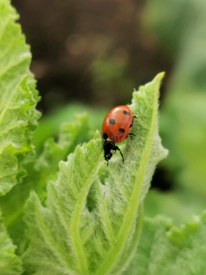 A Ladybug Goes Down a Green Leaf in a Garden Stock Image - Image of ...