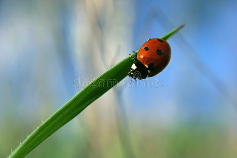 Ladybug Going Down Green Grass Stock Photo - Image of ladybug ...