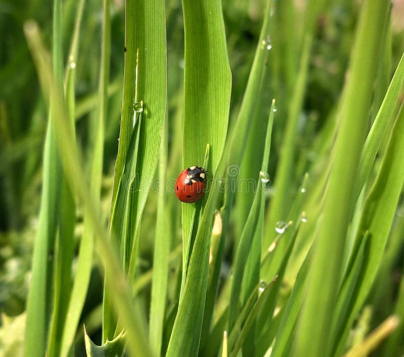 Ladybug Going Up Grass Covered with Rain Drops Stock Photo - Image of ...
