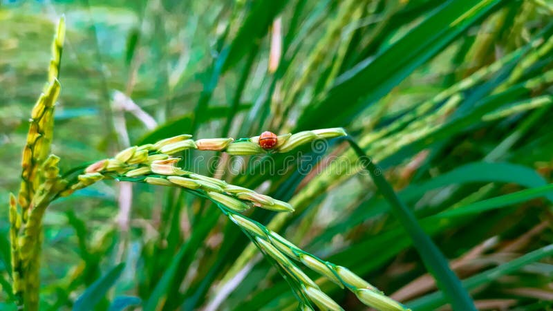 Ladybug on a grain of rice stock image. Image of grain - 199828823