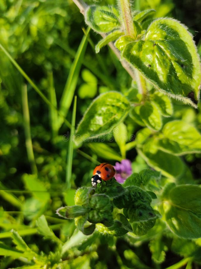 Ladybug and grass stock photo. Image of wildflower, meadow - 186053058