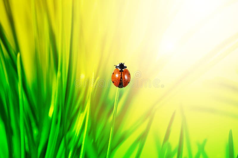 Ladybug in grass stock photo. Image of background, sunny - 21849018