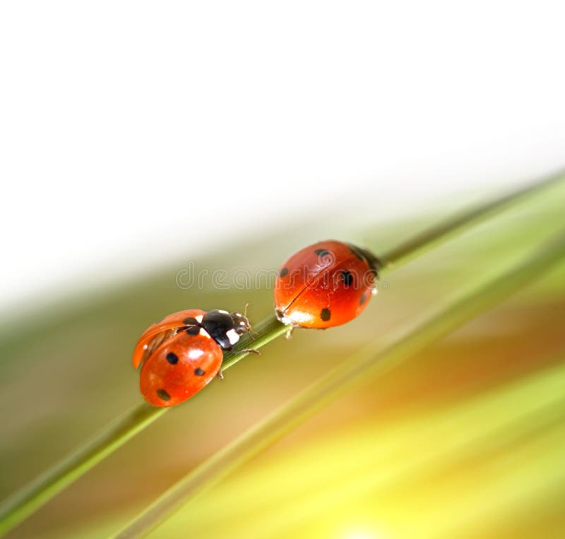 Ladybug in grass stock image. Image of sunlight, bright - 21849019