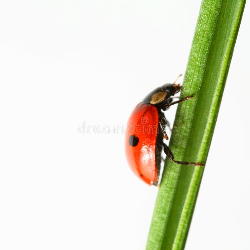Ladybug on grass stock image. Image of growth, color - 24461711