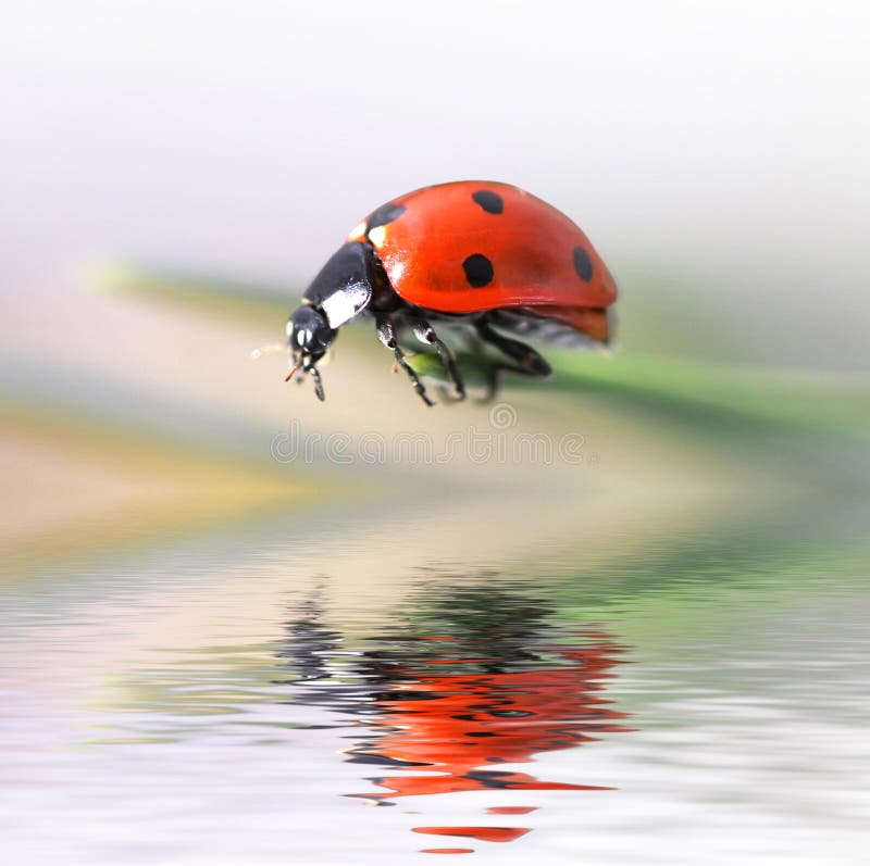 Ladybug in grass stock photo. Image of card, insect, garden - 25522218