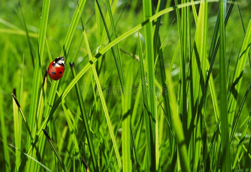 Ladybug in grass stock image. Image of insect, summer - 54178785