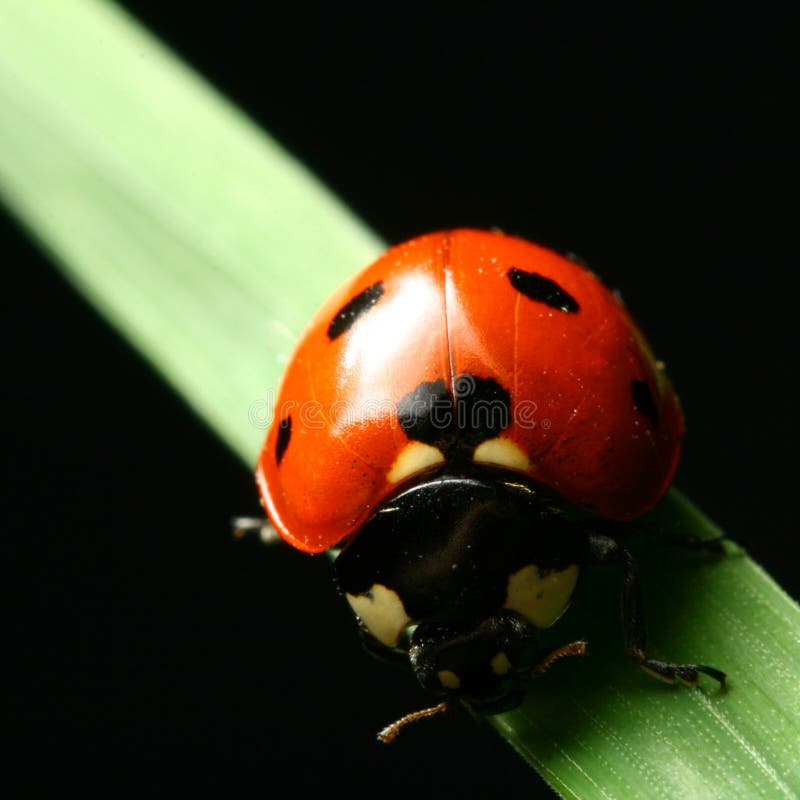 Extreme Magnification of a Ladybug Standing on a Green Leaf Stock Image ...