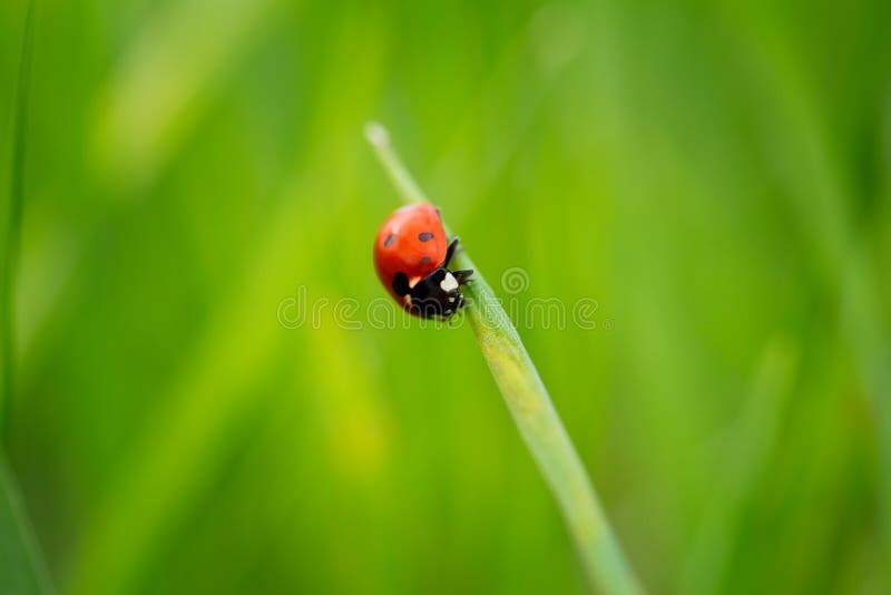 Ladybug on grass stock photo. Image of grass, droplet - 82943468