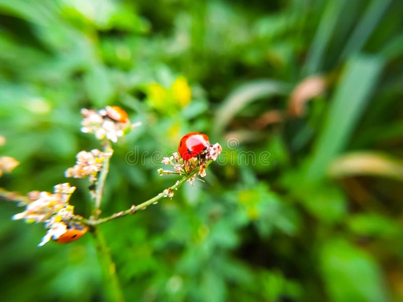Ladybug on Grass in the Garden Stock Image - Image of plant, harmonia ...